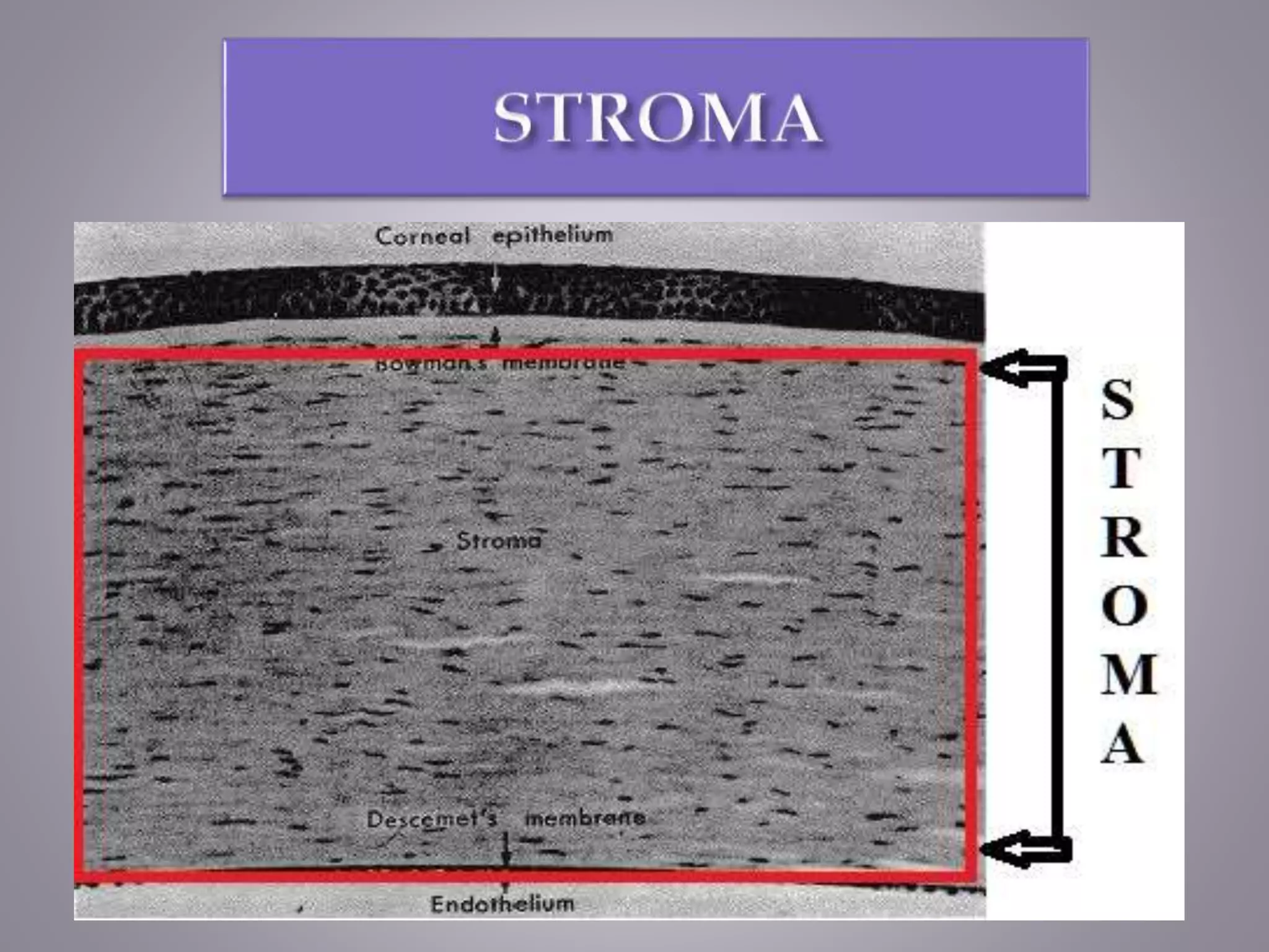 Layers of cornea | PPTX