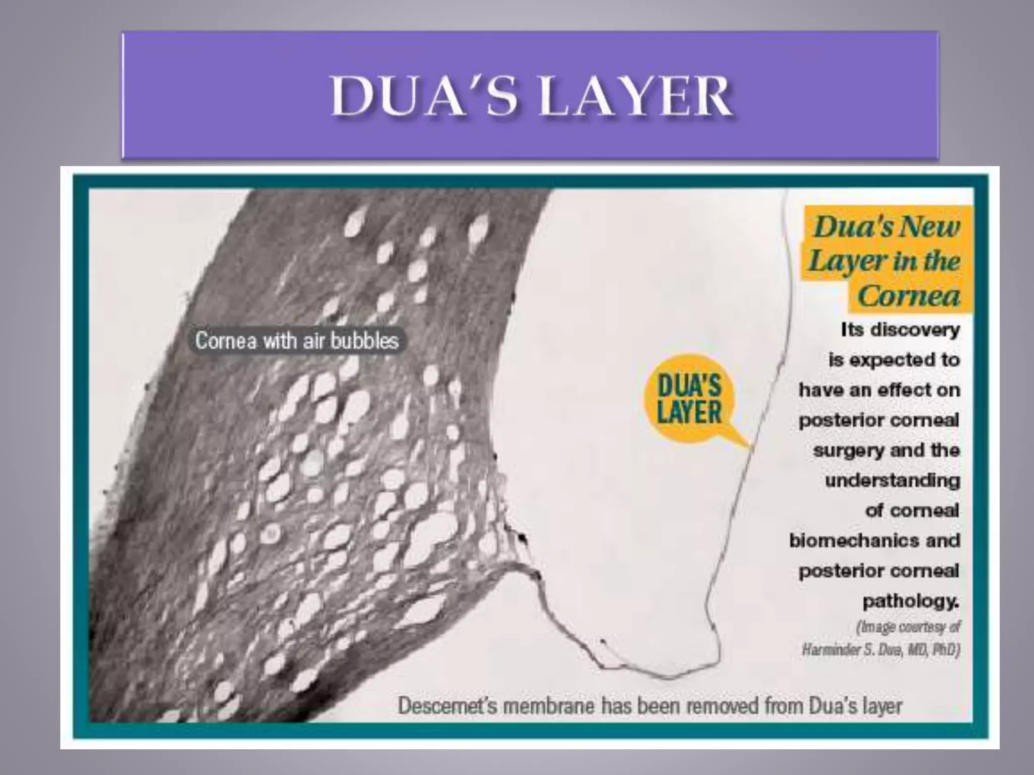 Layers of cornea | PPTX