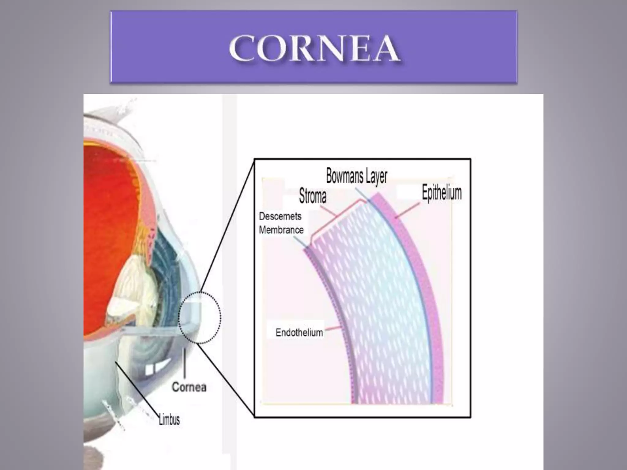 Layers of cornea | PPTX