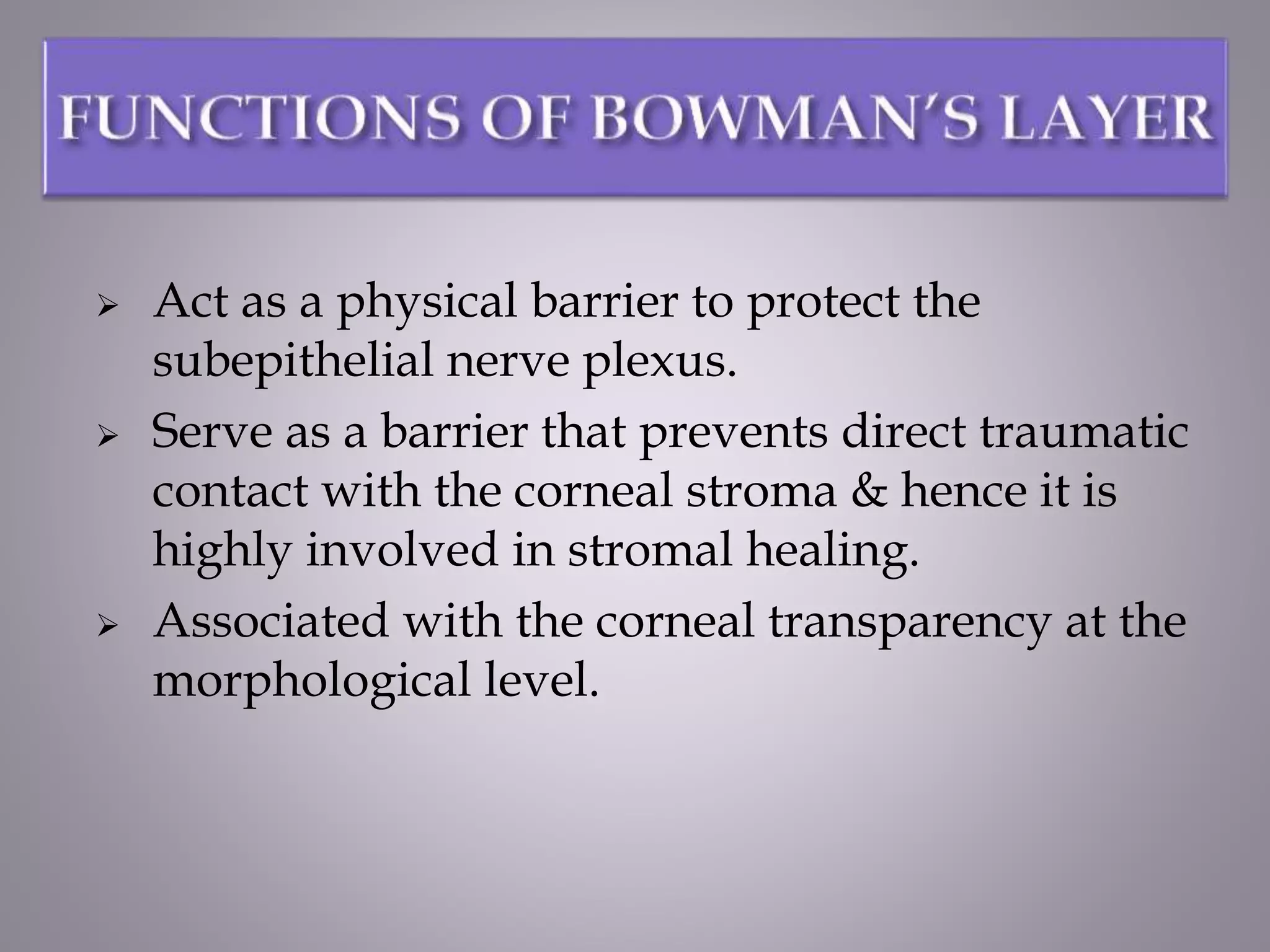 Layers of cornea | PPTX