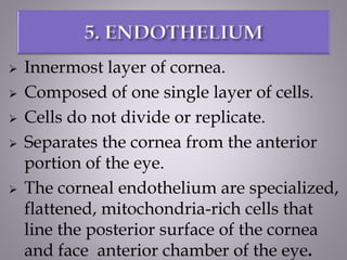 Layers of cornea | PPTX