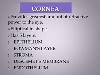 Layers of cornea | PPTX