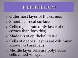 Layers of cornea | PPTX
