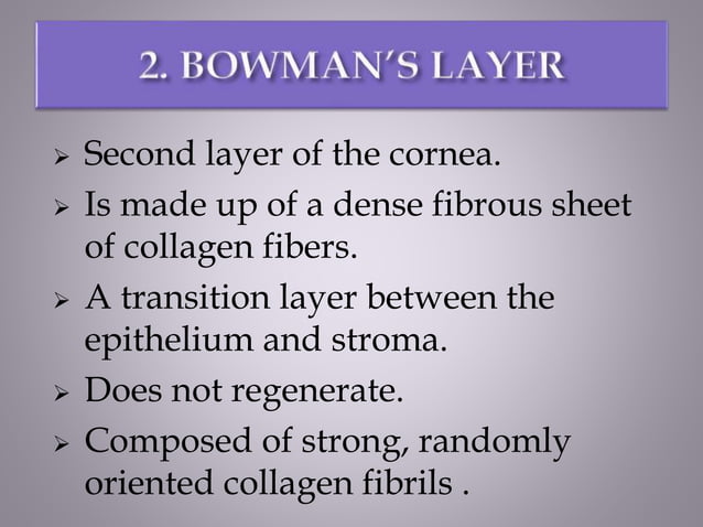 Layers of cornea | PPTX