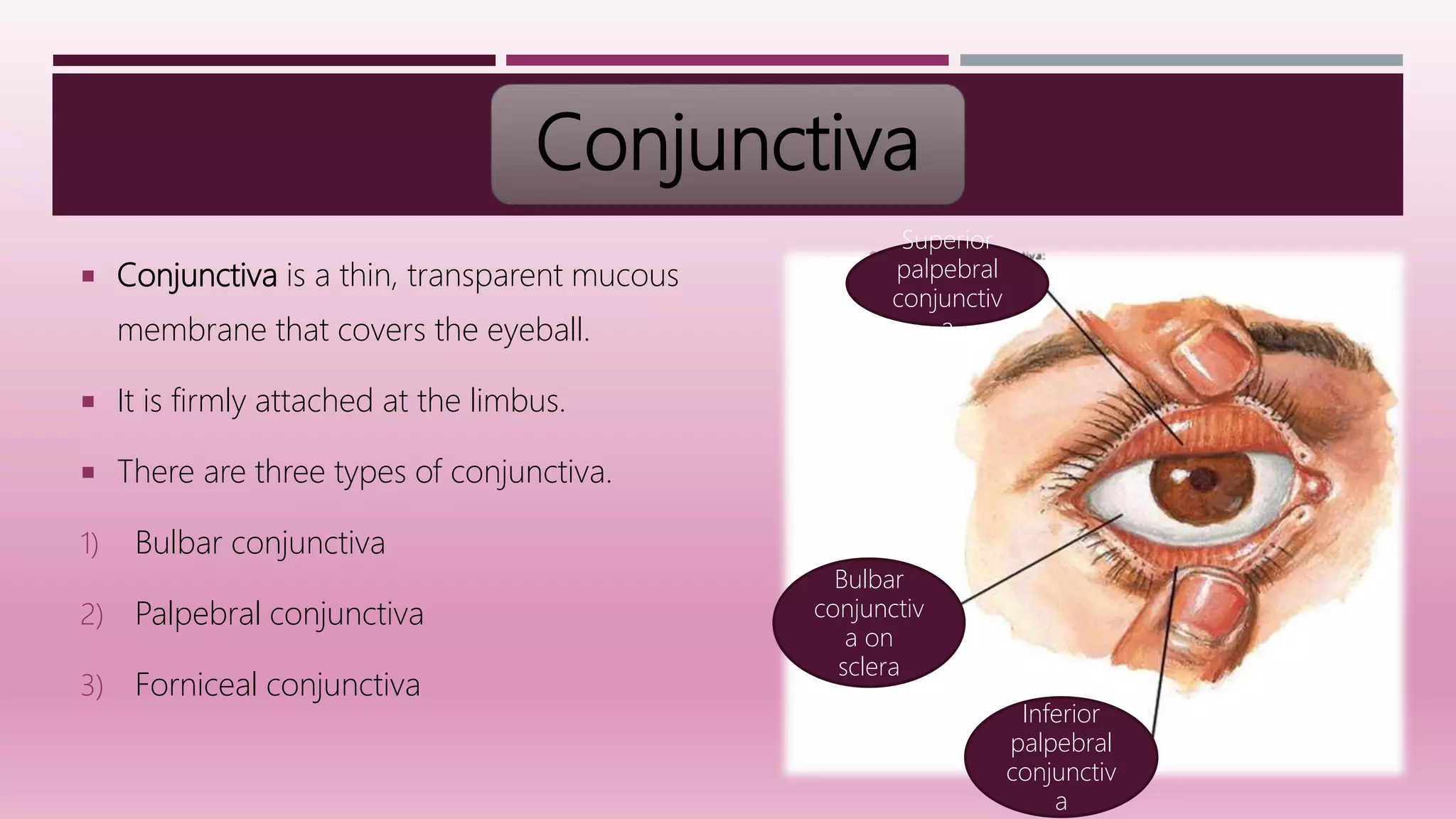 Anatomy of the eye and Layers of eyeball | PPTX
