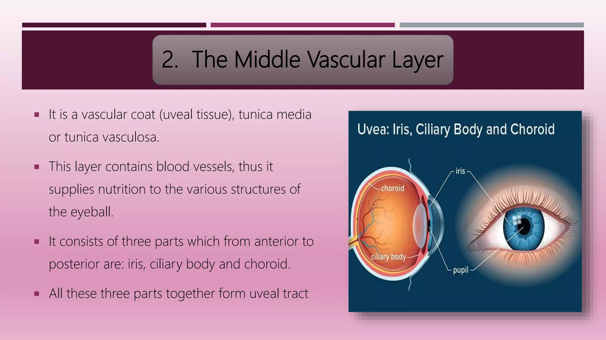 Anatomy of the eye and Layers of eyeball | PPTX