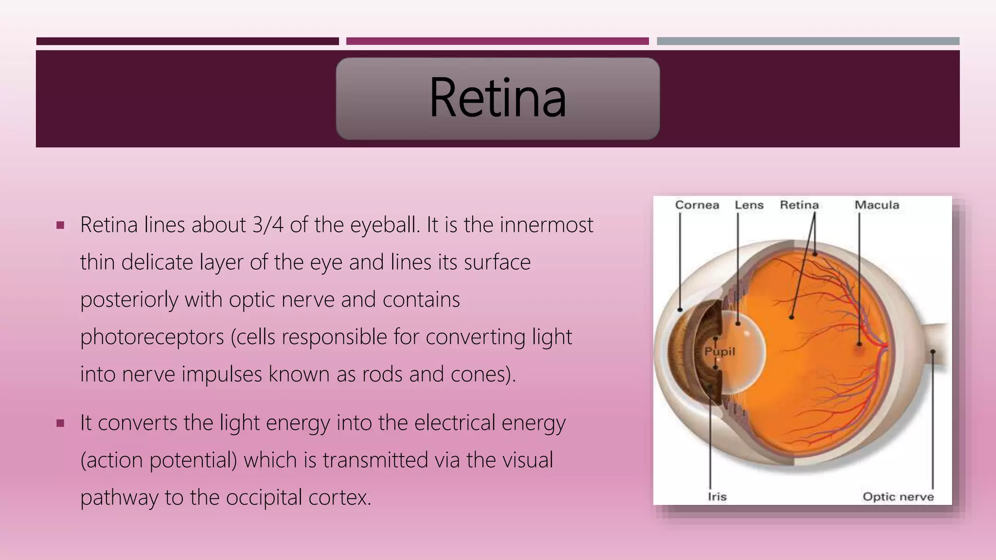 Anatomy of the eye and Layers of eyeball | PPTX