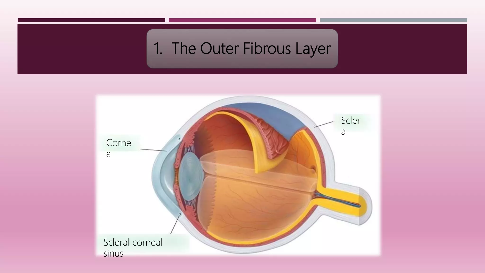 Anatomy of the eye and Layers of eyeball | PPTX
