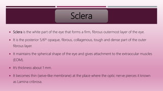 Anatomy of the eye and Layers of eyeball | PPTX