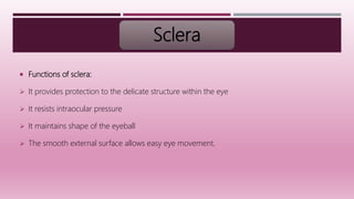 Anatomy of the eye and Layers of eyeball | PPTX