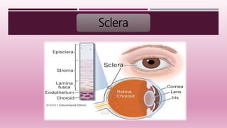 Anatomy of the eye and Layers of eyeball | PPTX