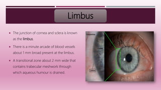 Anatomy of the eye and Layers of eyeball | PPTX