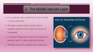 Anatomy of the eye and Layers of eyeball | PPTX