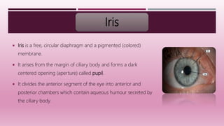 Anatomy of the eye and Layers of eyeball | PPTX