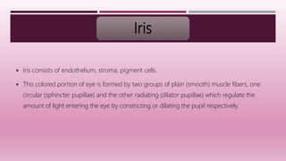 Anatomy of the eye and Layers of eyeball | PPTX