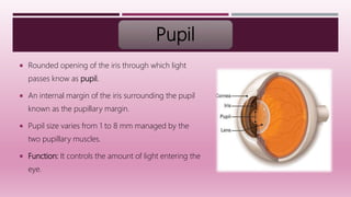 Anatomy of the eye and Layers of eyeball | PPTX