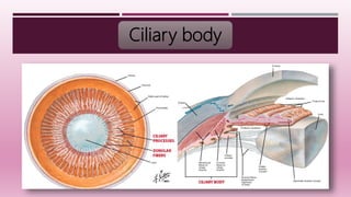Anatomy of the eye and Layers of eyeball | PPTX