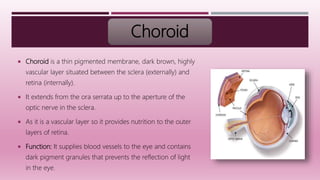 Anatomy of the eye and Layers of eyeball | PPTX
