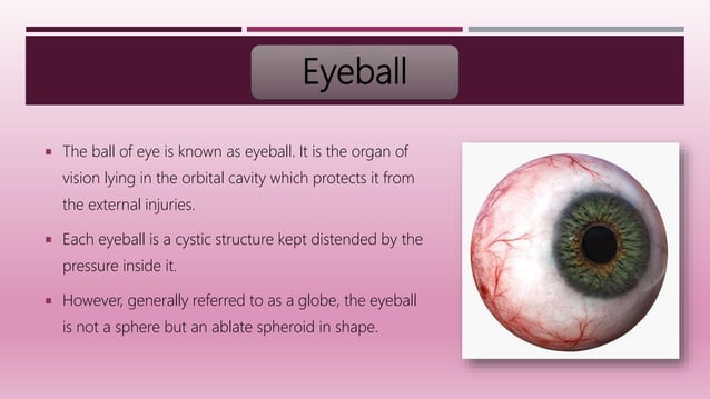 Anatomy of the eye and Layers of eyeball | PPTX