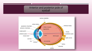 Anatomy of the eye and Layers of eyeball | PPTX