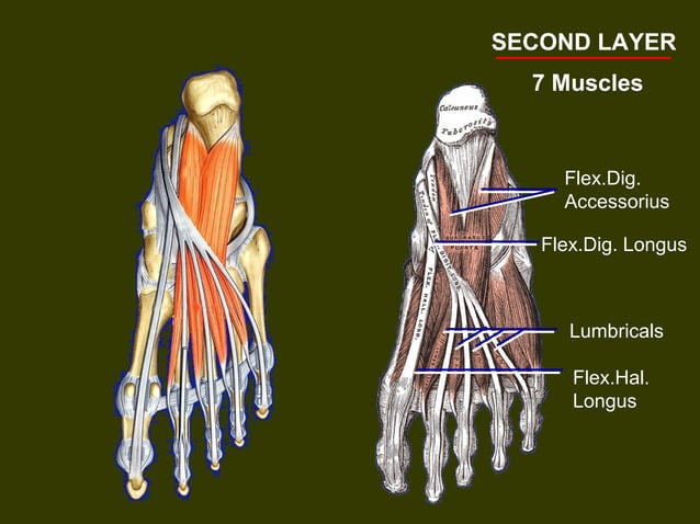 Layers of muscles of foot | PPT