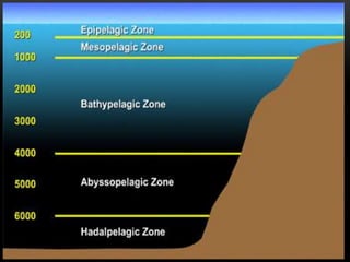 Layers of ocean | PPTX