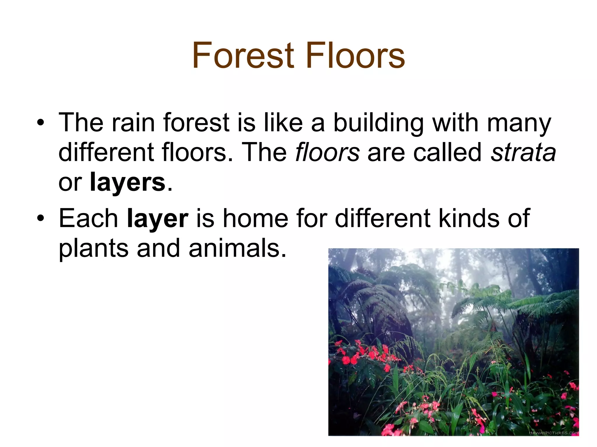 Layers Of Rainforest | PPT