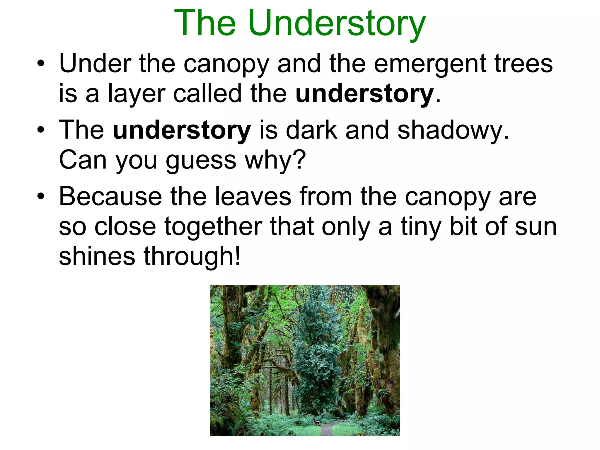 Layers Of Rainforest | PPT
