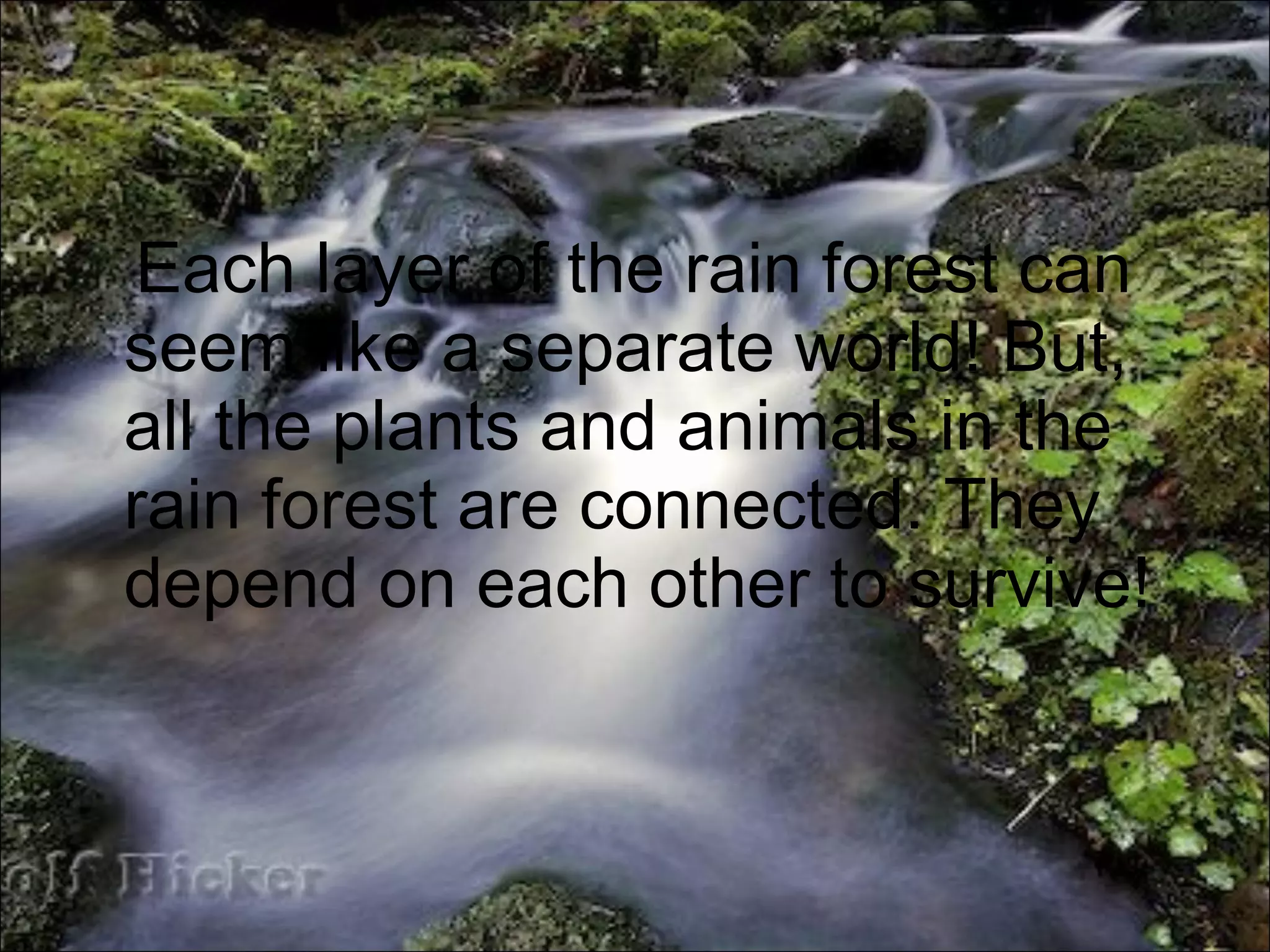 Layers Of Rainforest | PPT