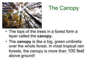 Layers Of Rainforest | PPT