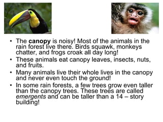 Layers Of Rainforest | PPT