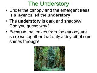 Layers Of Rainforest | PPT