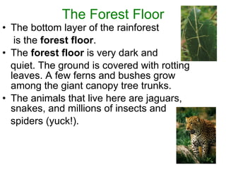 Layers Of Rainforest | PPT