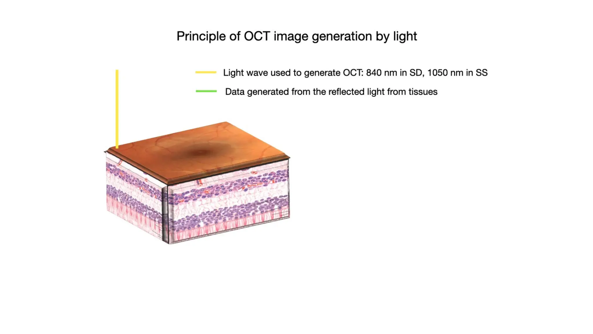 Layers of retina over OCT and histology.pptx