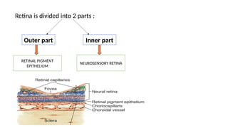 Layers of retina over OCT and histology.pptx