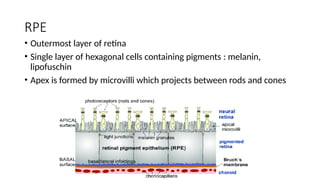 Layers of retina over OCT and histology.pptx