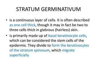 Layers of skin | PPTX
