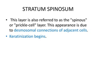 Layers of skin | PPTX