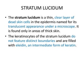 Layers of skin | PPTX