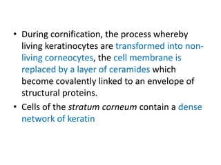 Layers of skin | PPTX