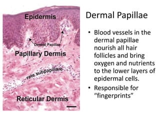 Layers of skin | PPTX
