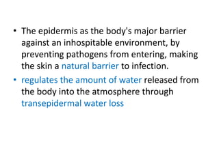 Layers of skin | PPTX