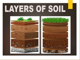 Layers of soil | PPTX