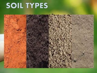 Layers of soil | PPTX