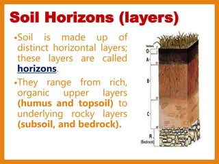 Layers Of Soil 3rd Grade