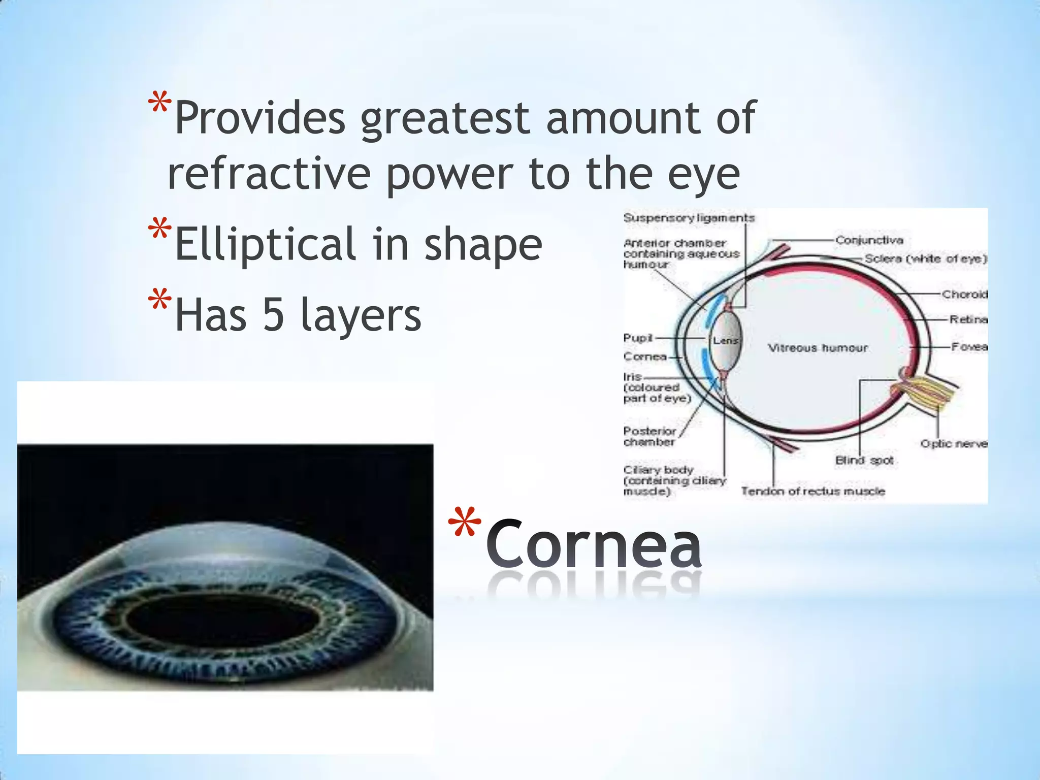 Layers of the cornea | PPTX