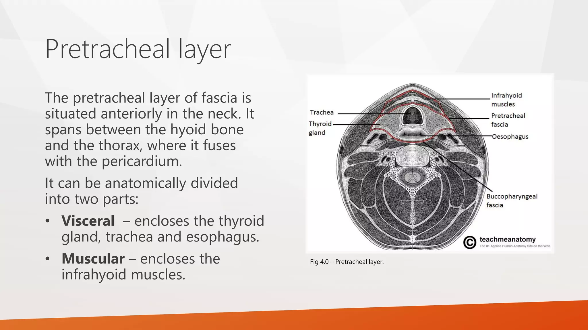 Layers of the neck | PPTX