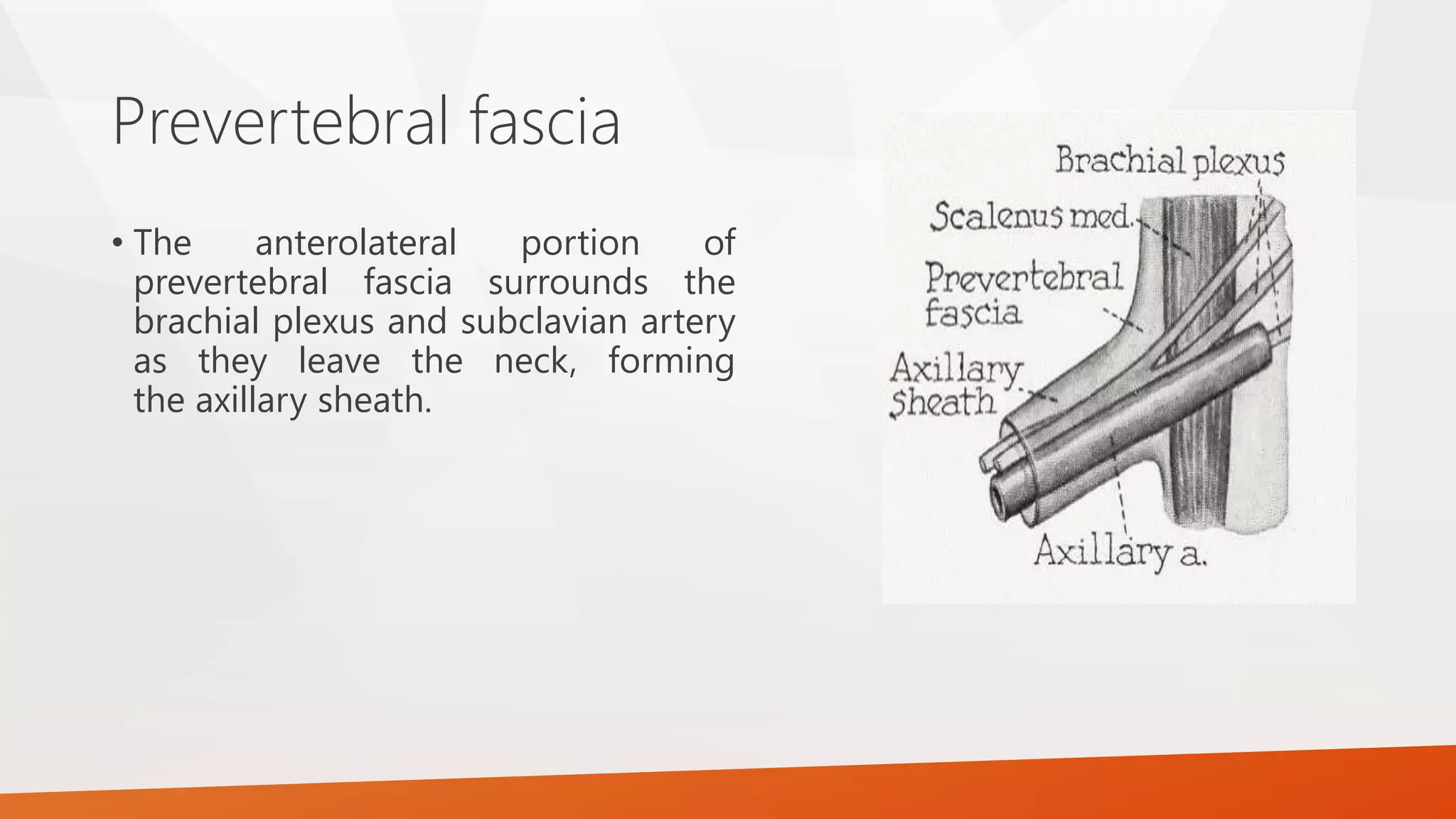 Layers of the neck | PPTX