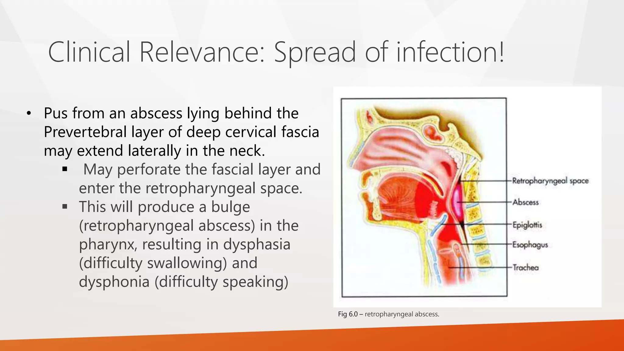 Layers of the neck | PPTX