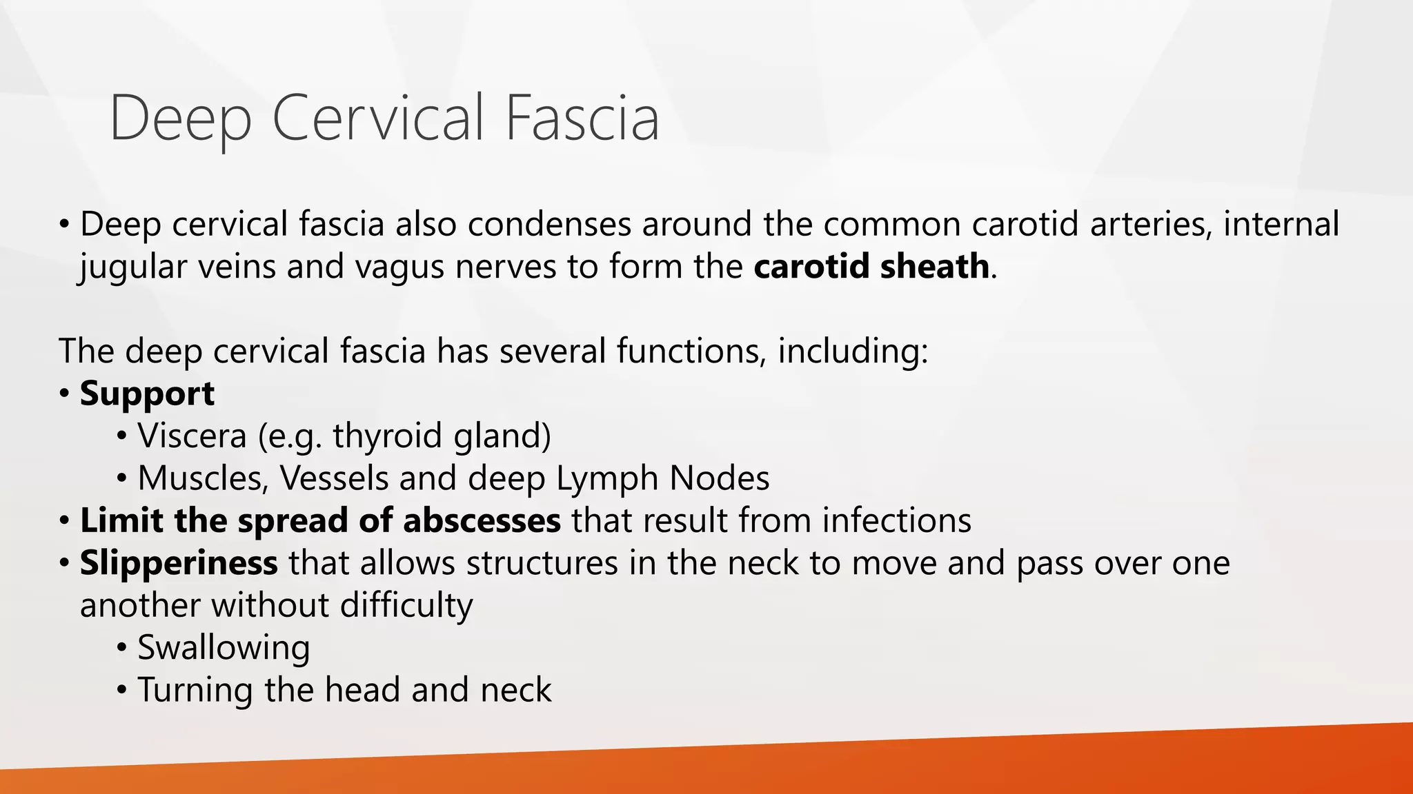 Layers of the neck | PPTX